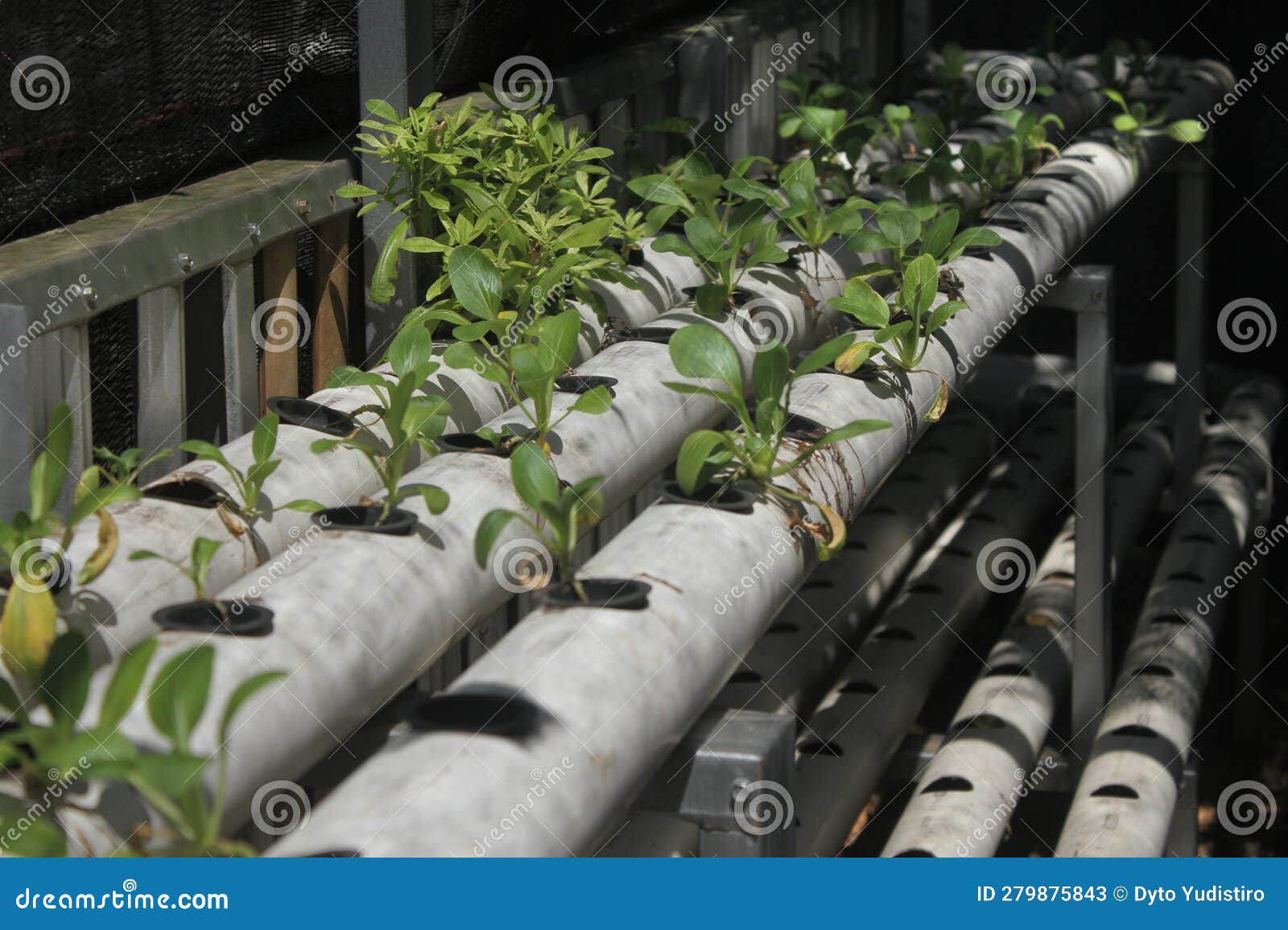 A Simple Hydroponic Installation Module for Growing Vegetables in a ...