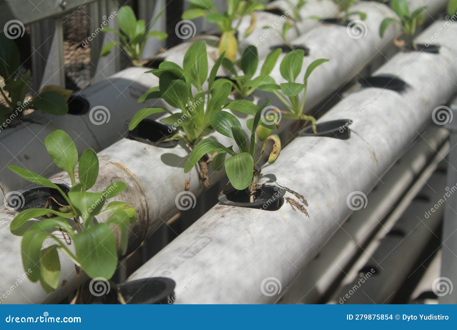 A Simple Hydroponic Installation Module for Growing Vegetables in a ...