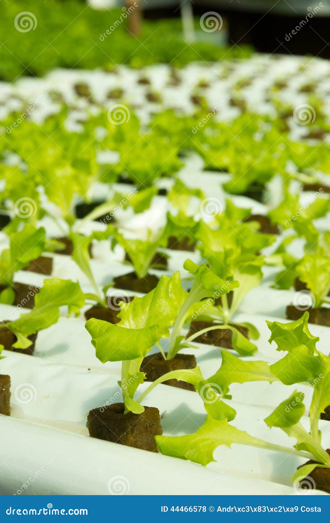 Simple Hydroponic System Growing Lettuce Stock Photo - Image of natural ...