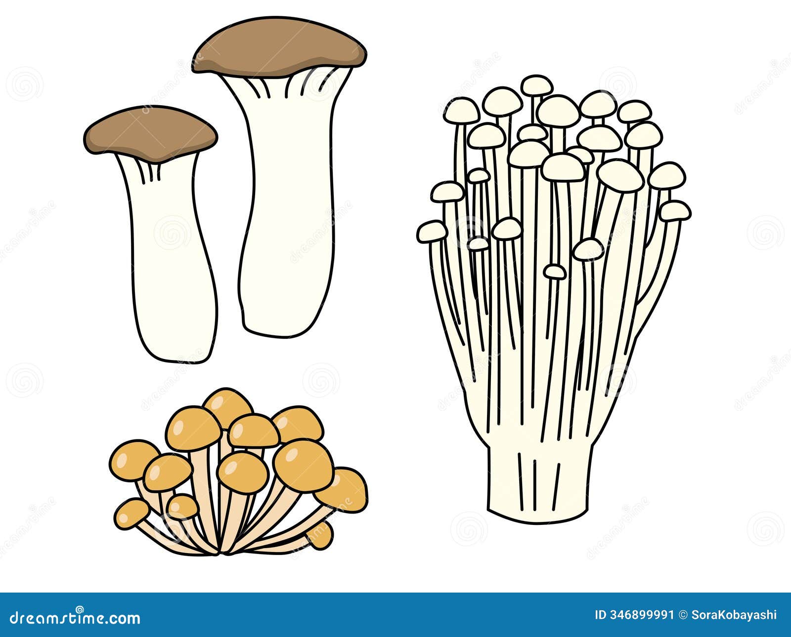 Simple Illustrations Of Eryngii, Enoki, And Nameko Mushrooms Cartoon ...