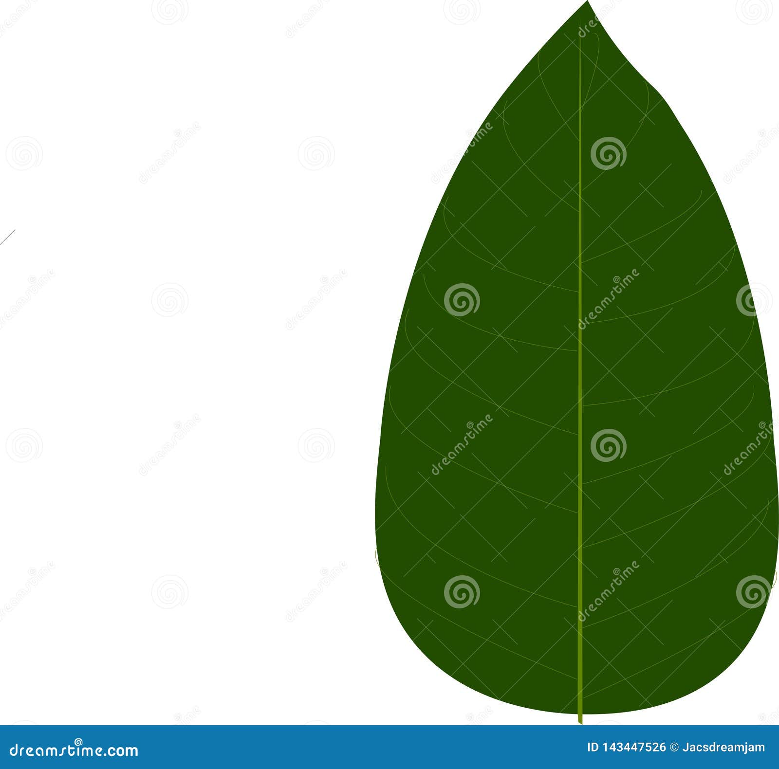 Simple Evergreen Leaf stock vector. Illustration of vector - 143447526