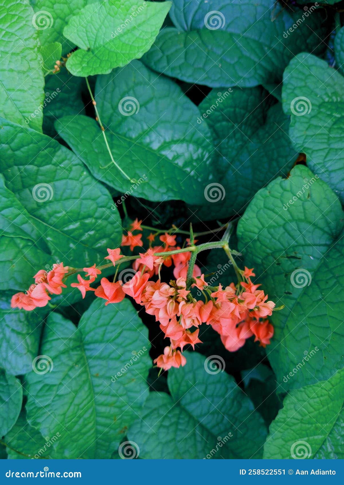 Simple Leaf Background with Unique Colored Flowers Stock Image - Image ...