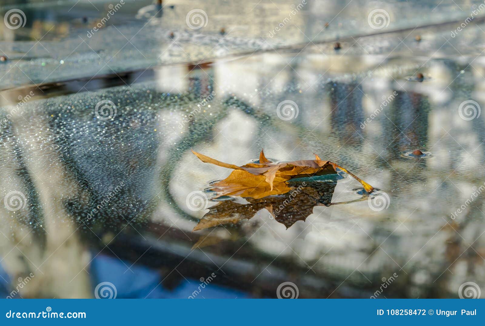 A reflection of a leaf stock photo. Image of appeared - 108258472