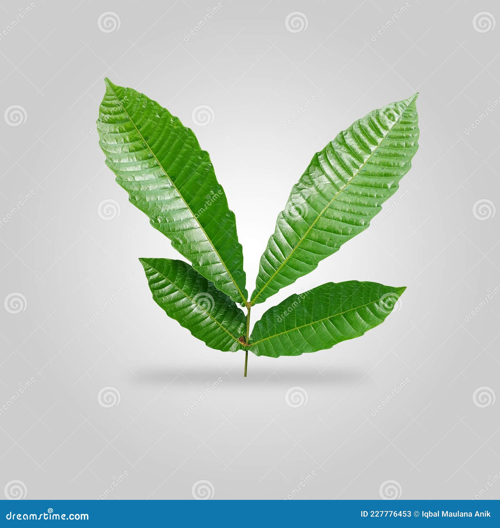Simple Leaf with Lighting Studio Background Stock Image - Illustration ...