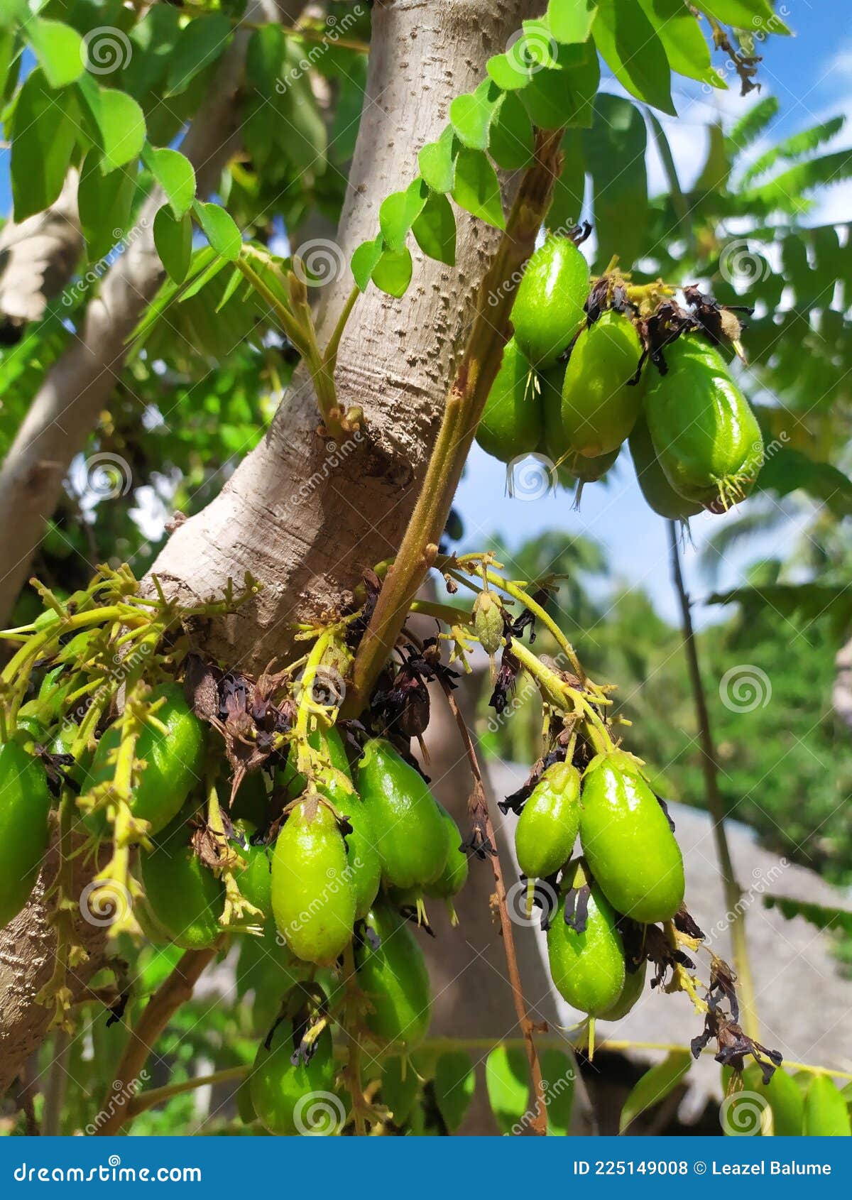 Simple life in the farm stock photo. Image of fruit - 225149008