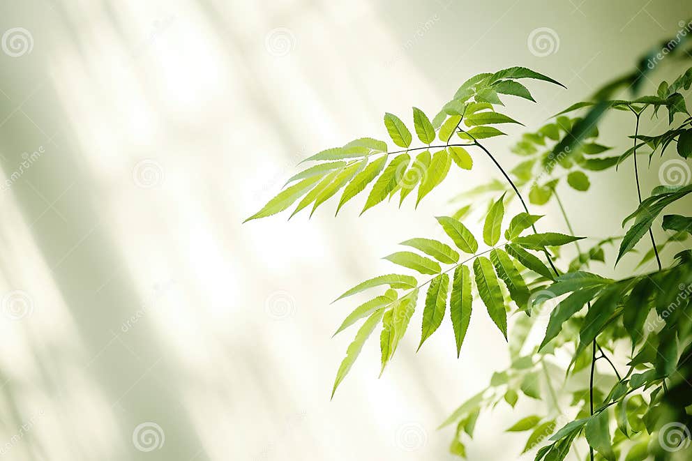 Simple Light Background with Foliage and Shadow Blurs Stock ...