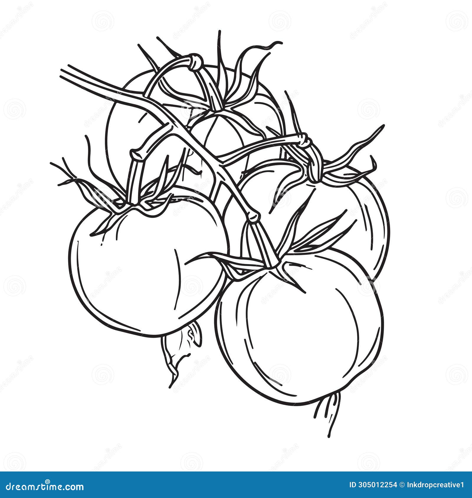 Simple Line Drawing Illustration of a Vine of Tomatoes on a Tree Branch ...