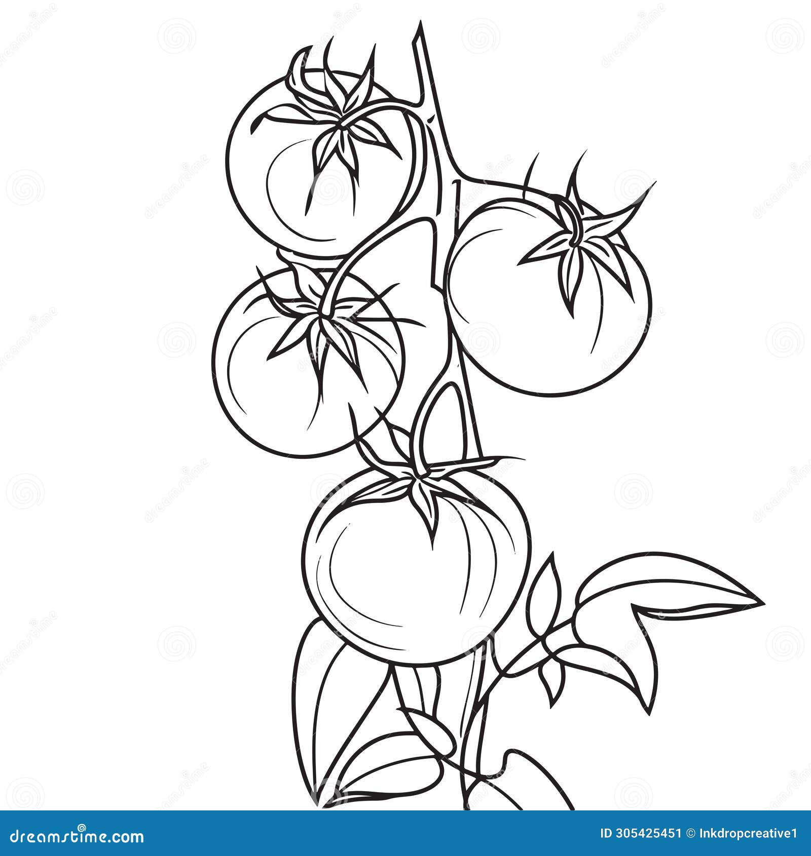 Simple Line Drawing Illustration of a Vine of Tomatoes on a Tree Branch ...