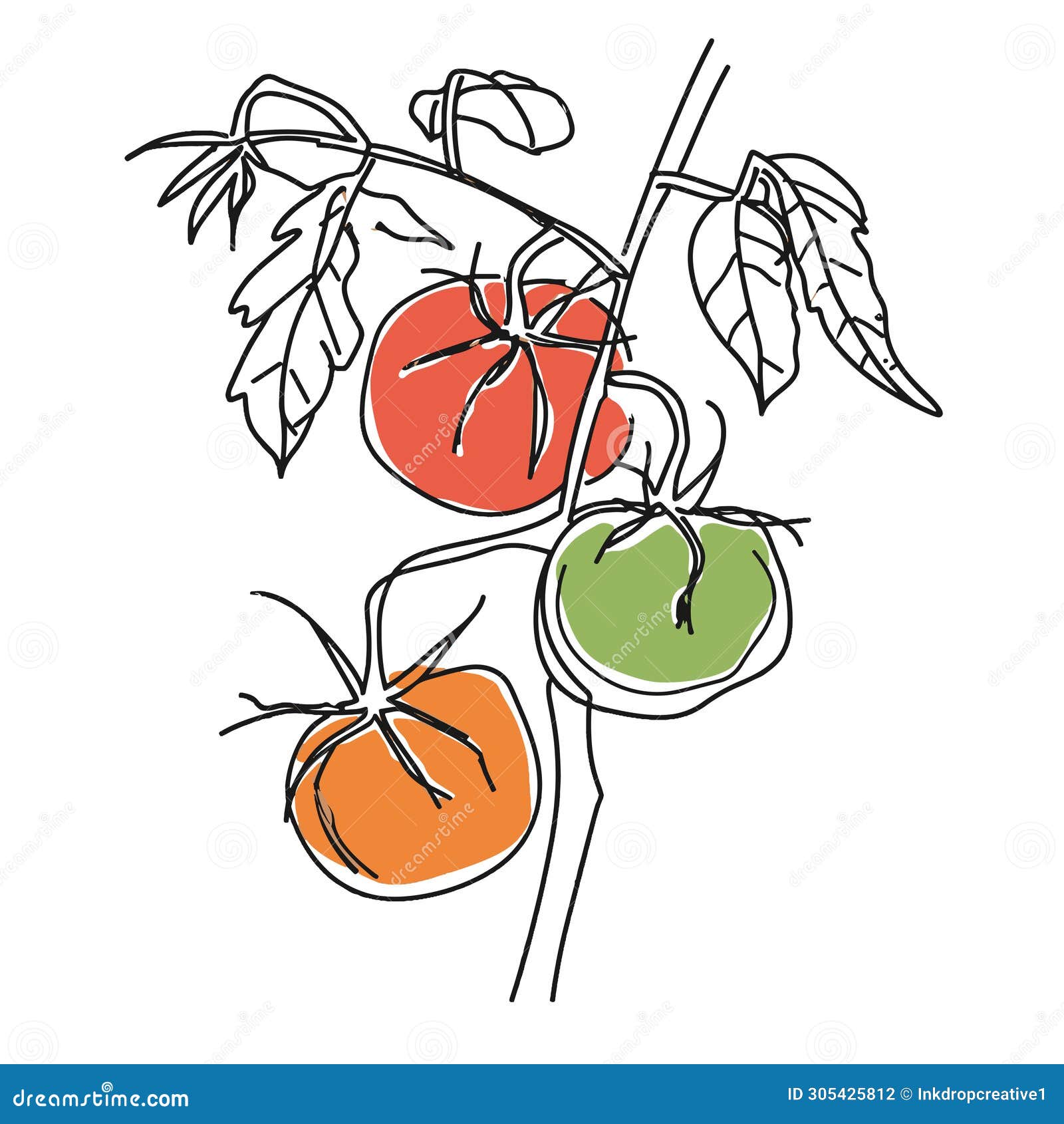 Simple Line Drawing Illustration of a Vine of Tomatoes on a Tree Branch ...