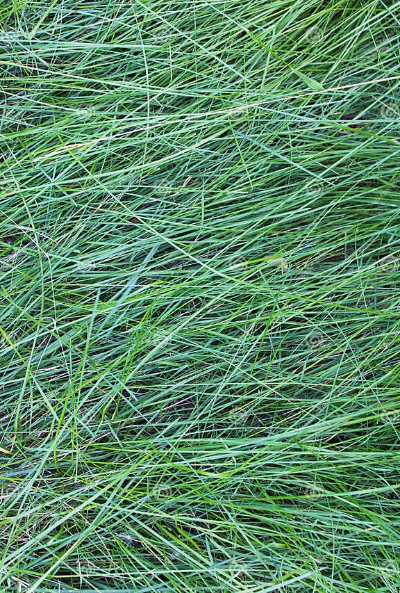 A Simple Long Grass Texture Stock Image - Image of field, lush: 256597633
