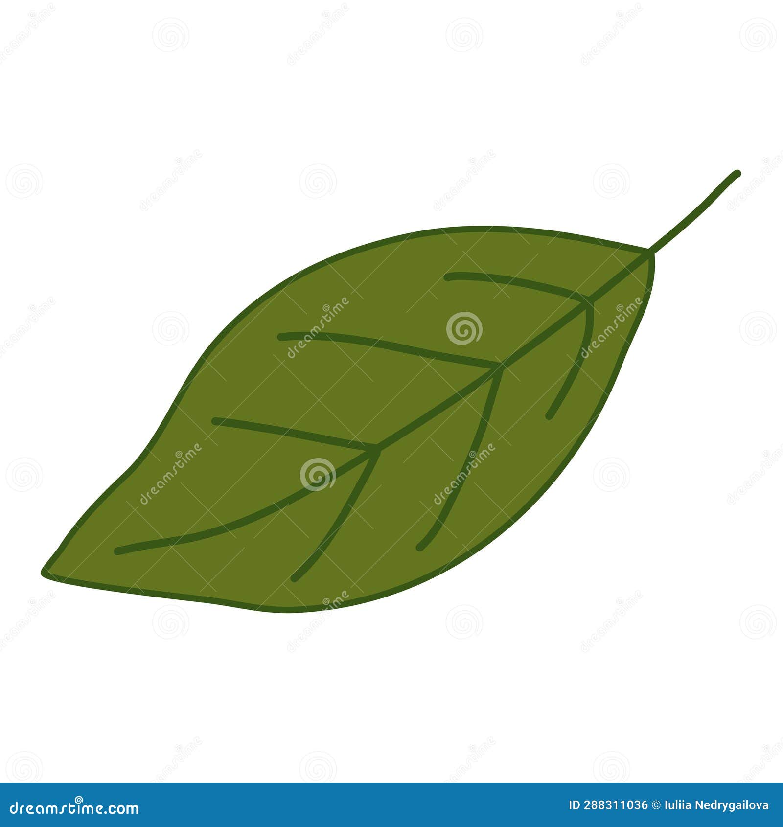 Simple Not Serrated Leaf, Walnut Leaf, Vector Stock Illustration ...