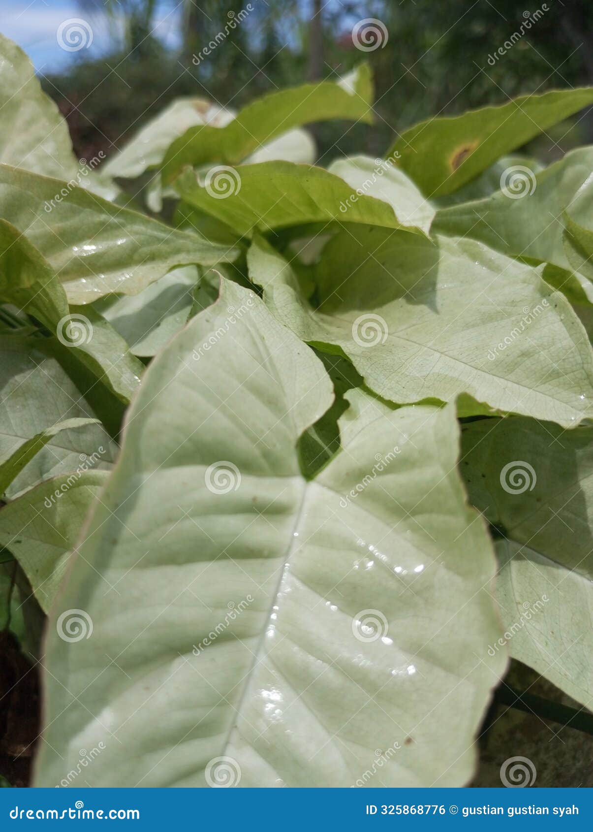 Simple pale wide leaf stock photo. Image of leaf, wide - 325868776