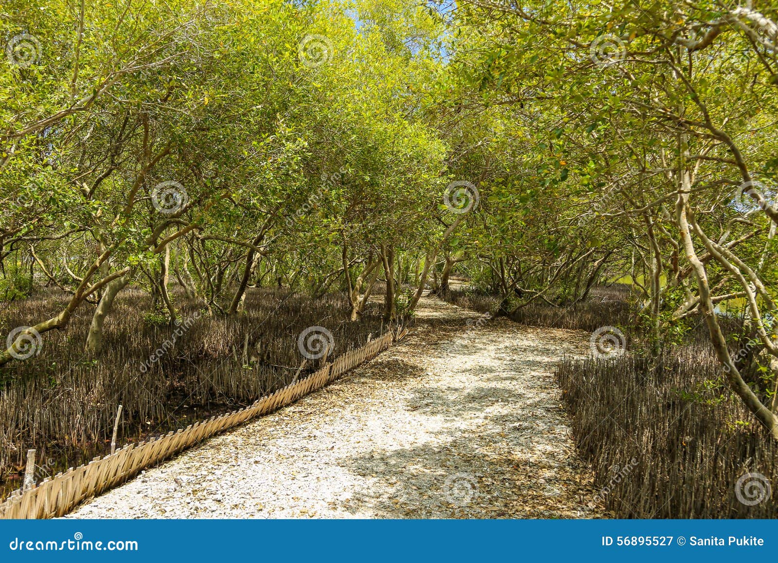 Simple Path Leading Park Trees Stock Photos - Free & Royalty-Free Stock ...