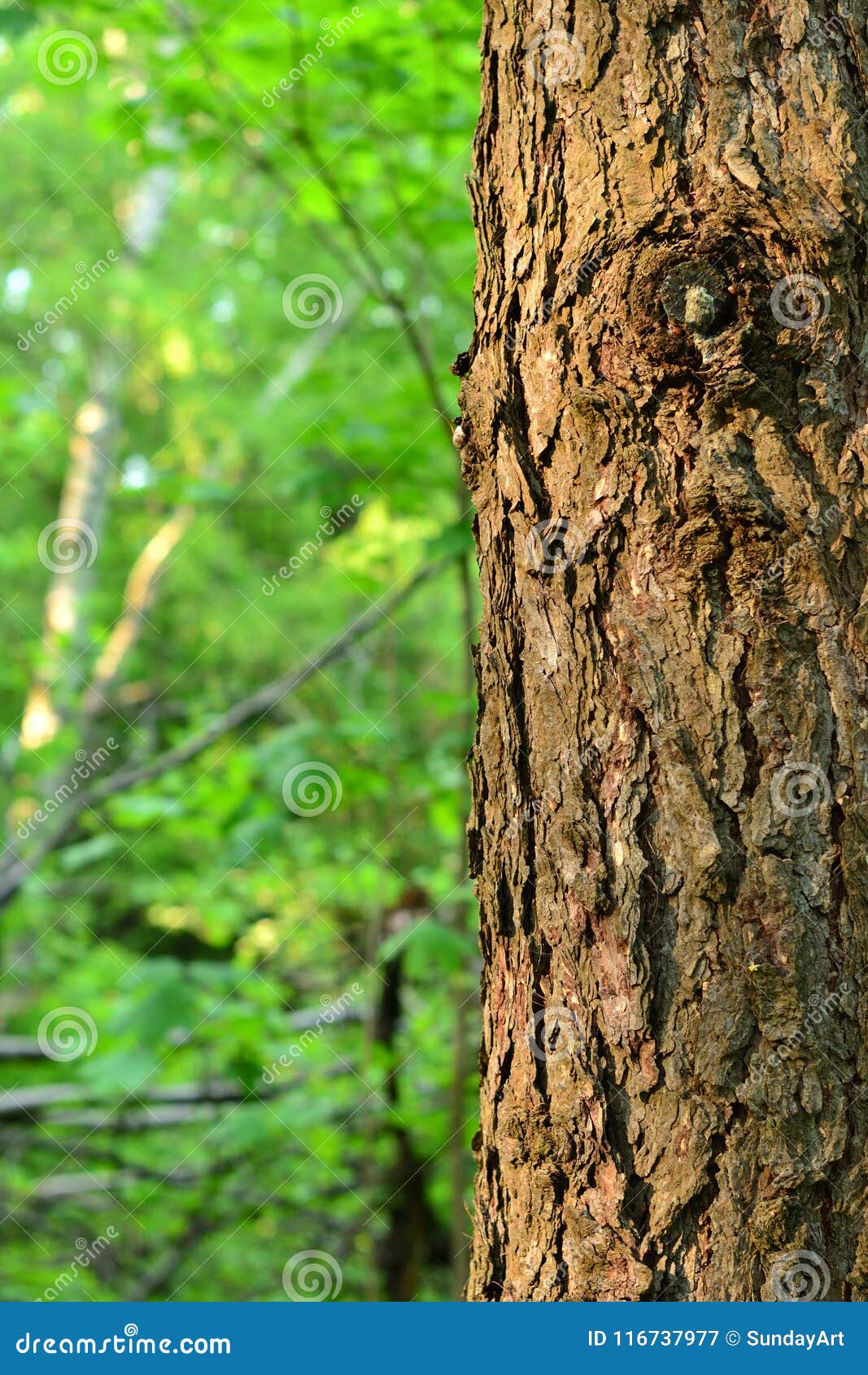 Simple Photo Background Pattern of Old Tree in Forest Stock Image ...