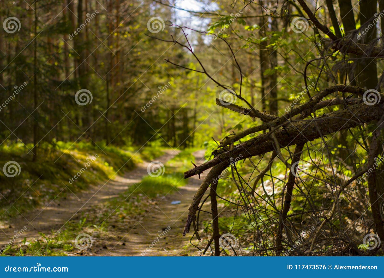 Simple Photo of a Beautiful Forest in Summer. Stock Photo - Image of ...