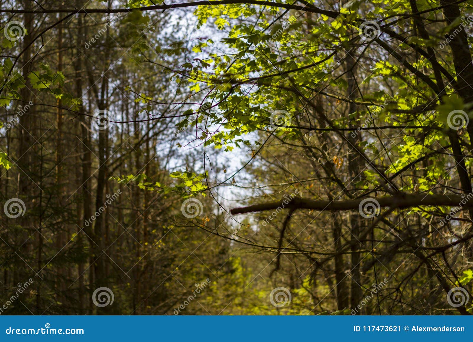 Simple Photo of a Beautiful Forest in Summer. Stock Image - Image of ...