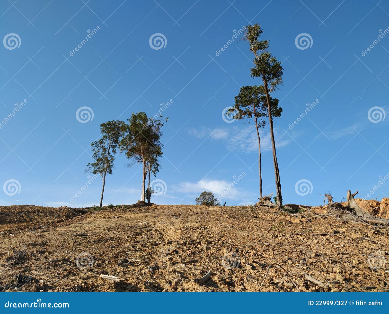 Simple photo a tree stock image. Image of wilderness - 229997327