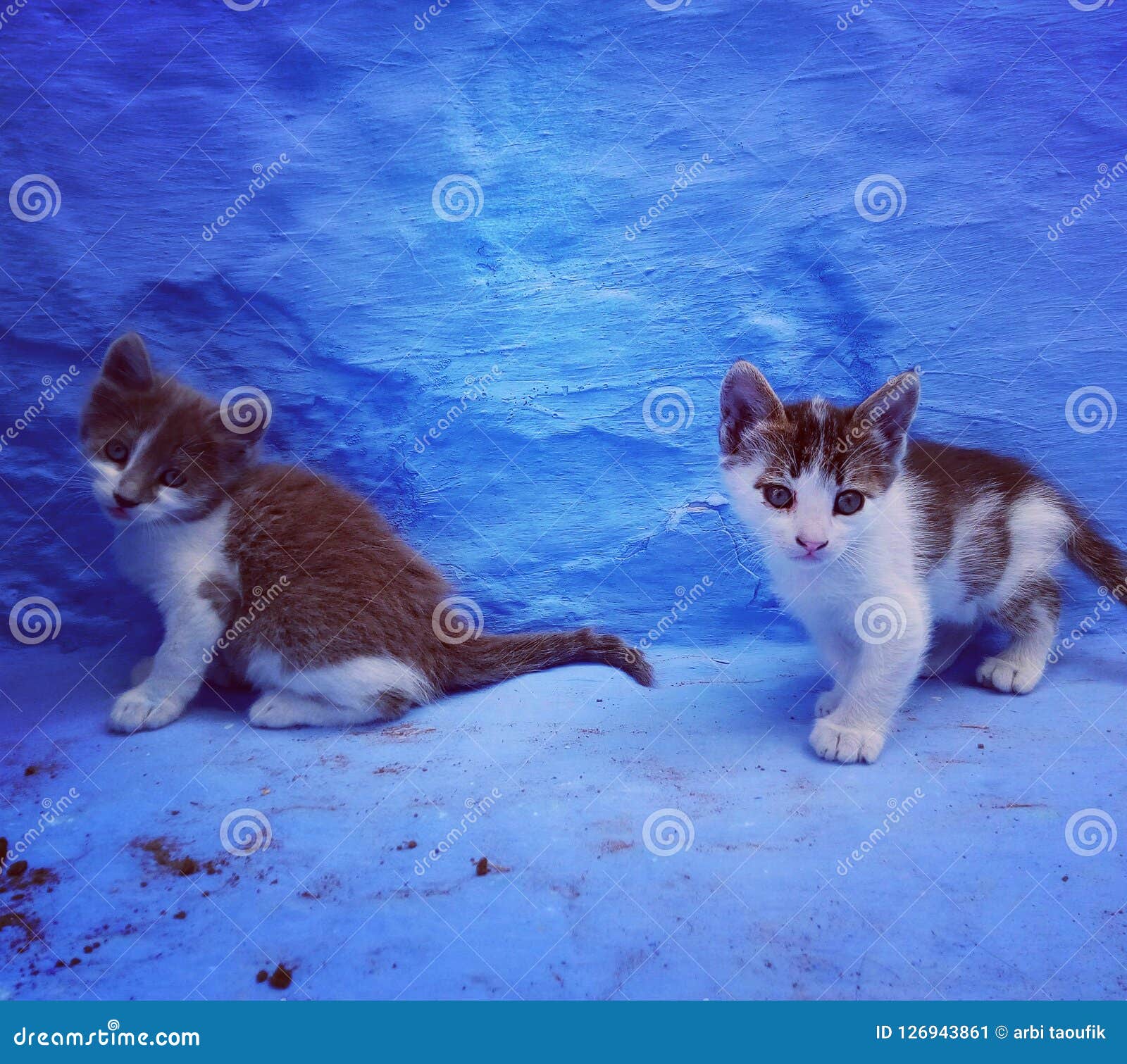 Cat brothers stock image. Image of brothers, simple - 126943861