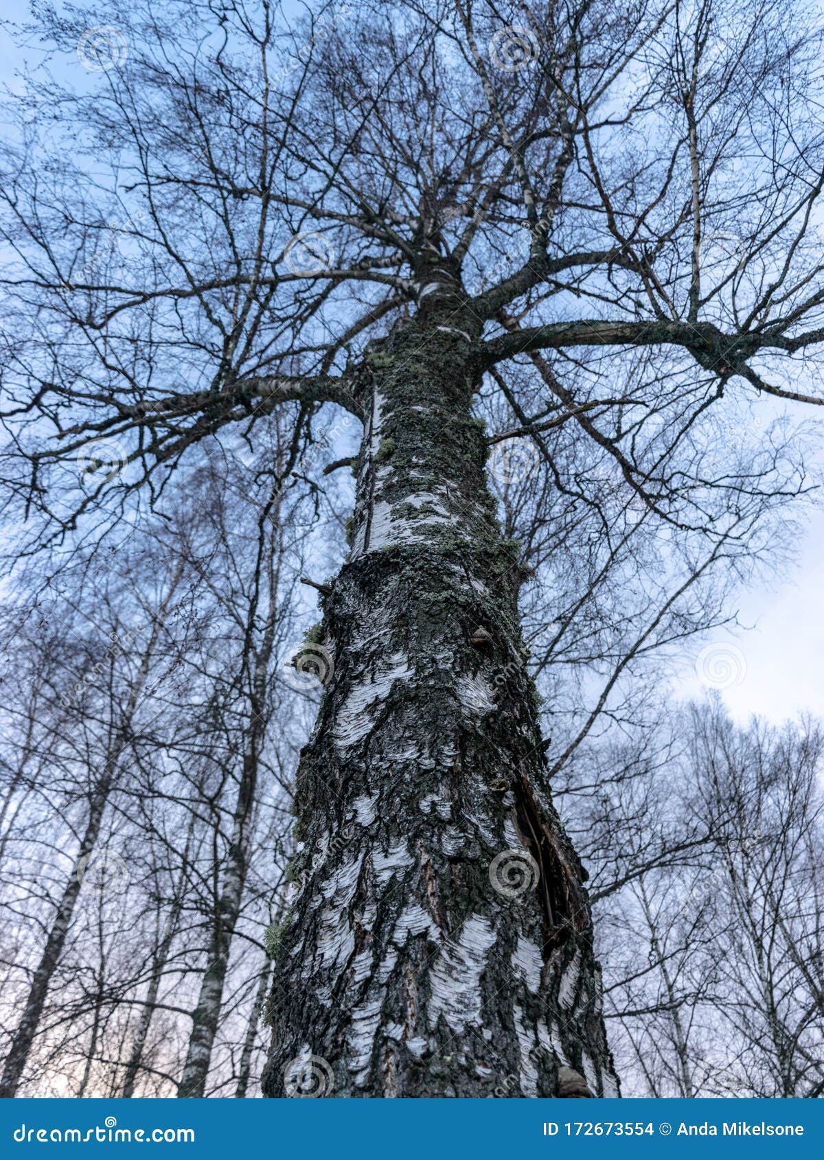 Picture with Rotten Tree Trunk Stock Photo - Image of park, wooden ...