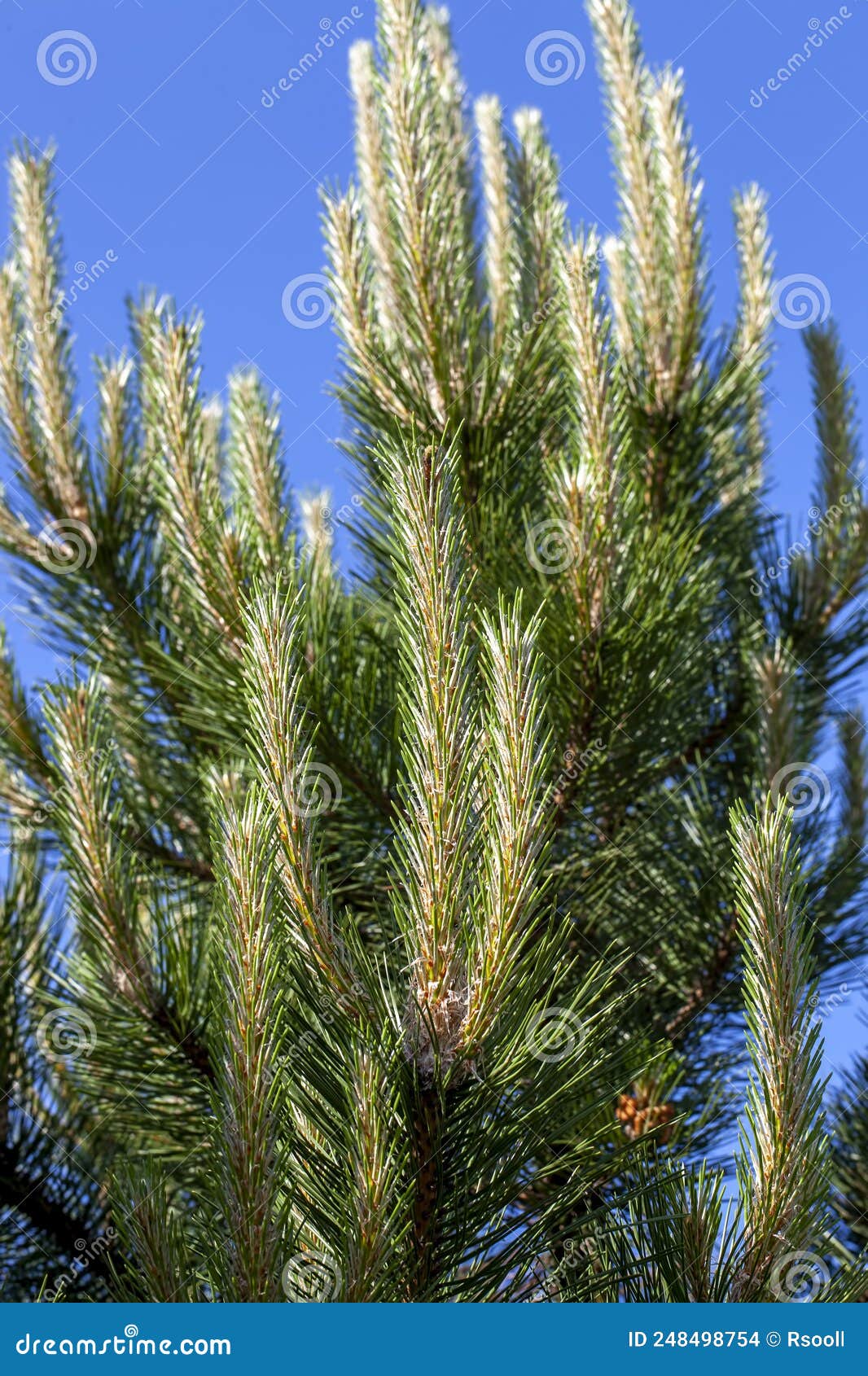 Simple Pine Trees Growing in the Forest in the Summer Stock Photo ...