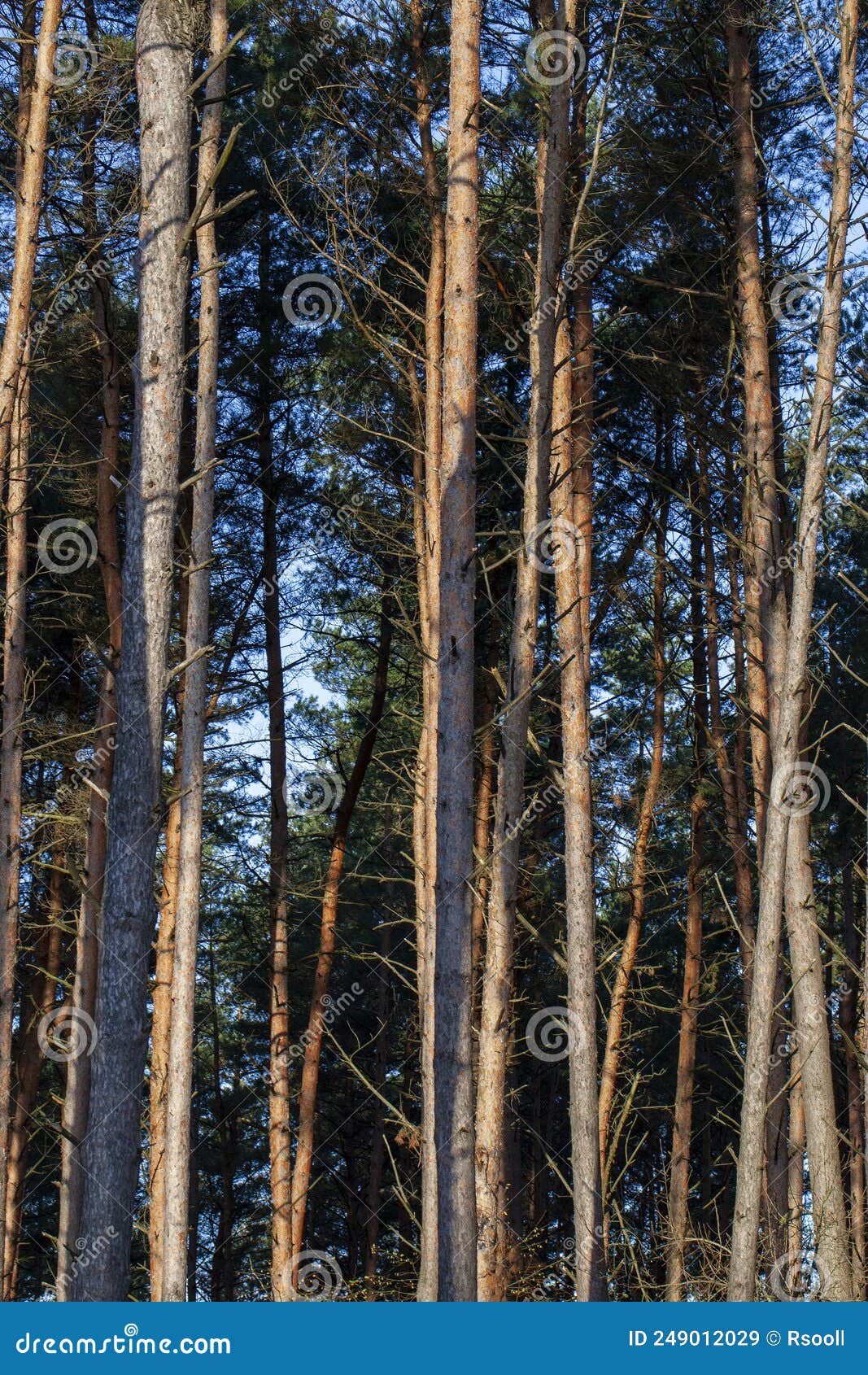 Simple Pine Trees Growing in the Forest in the Summer Stock Image ...