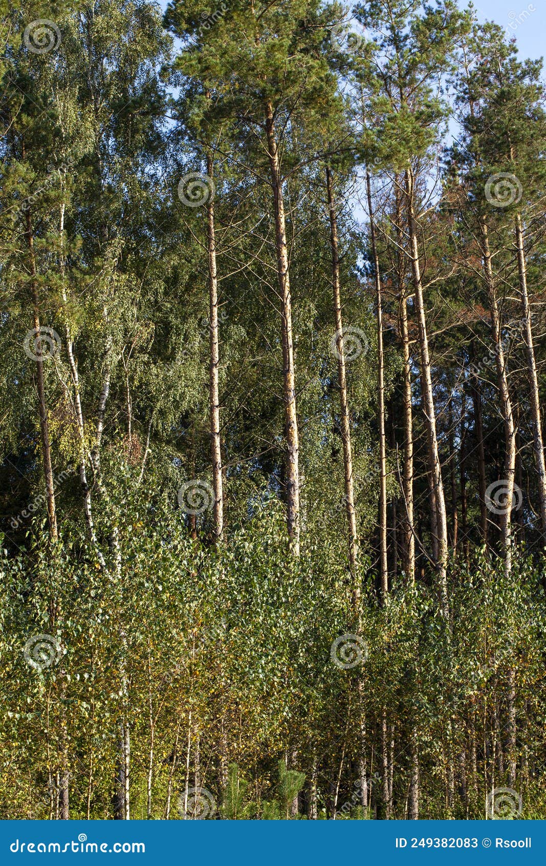 Simple Pine Trees Growing in the Forest in the Summer Stock Image ...