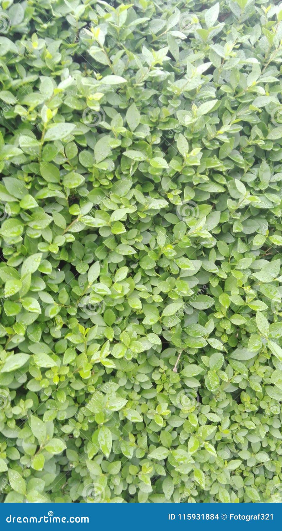 Bush stock photo. Image of raindrops, covered, plain - 115931884