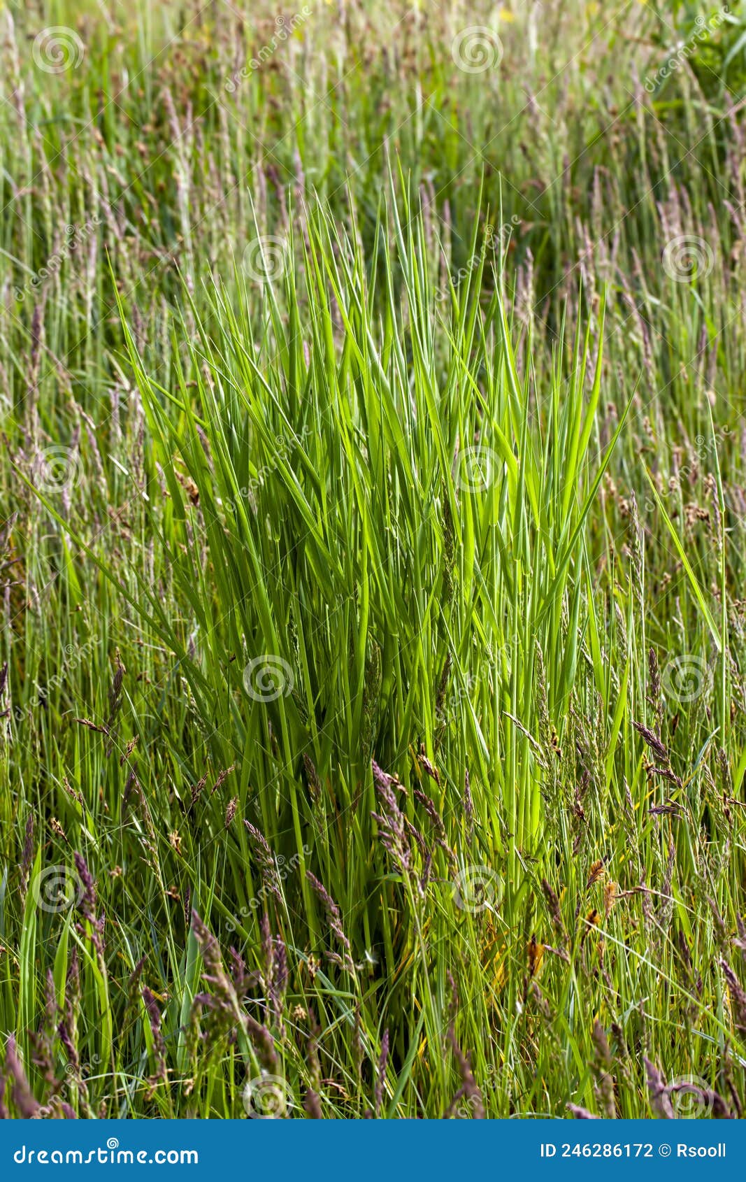Simple Plain Grass Weeds on the Field in the Summer Season Stock Photo ...