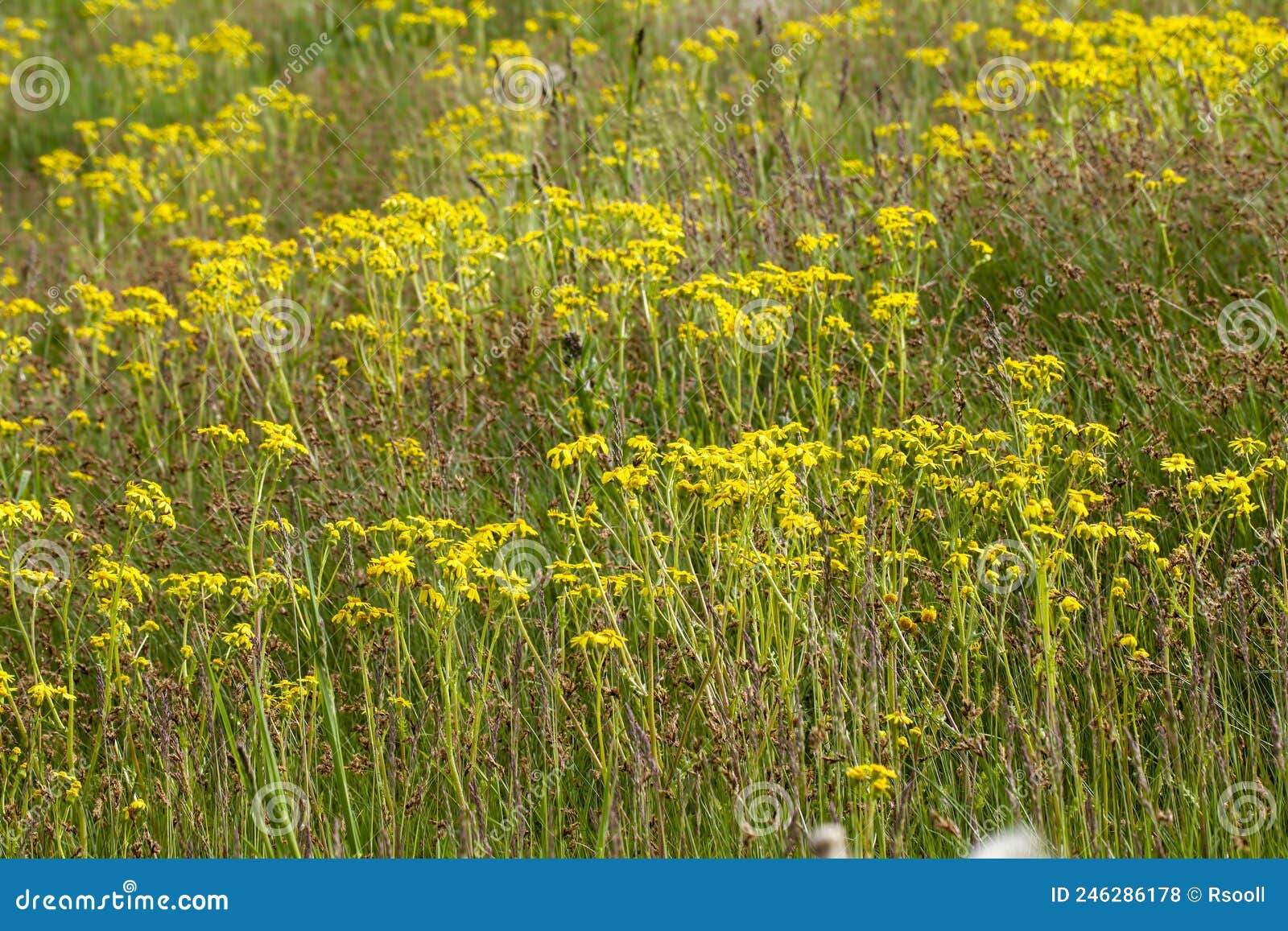 Simple Plain Grass Weeds on the Field in the Summer Season Stock Photo ...