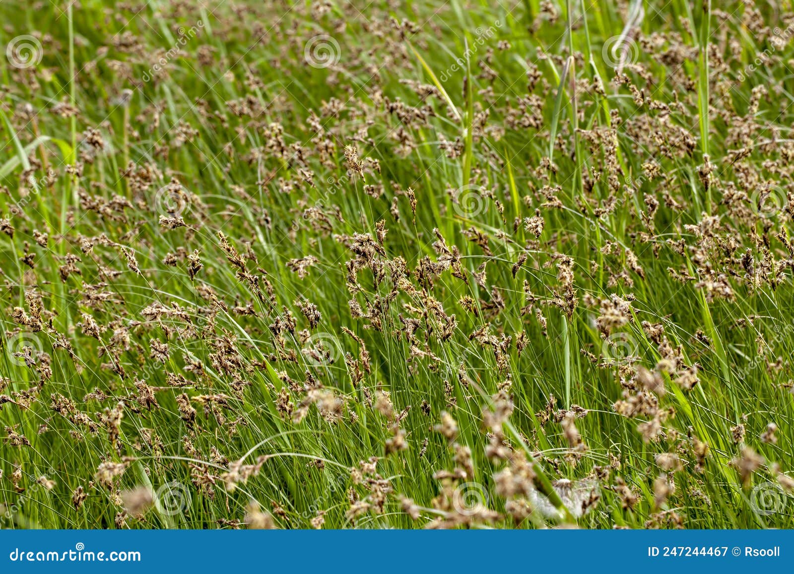 Simple Plain Grass Weeds on the Field in the Summer Season Stock Image ...