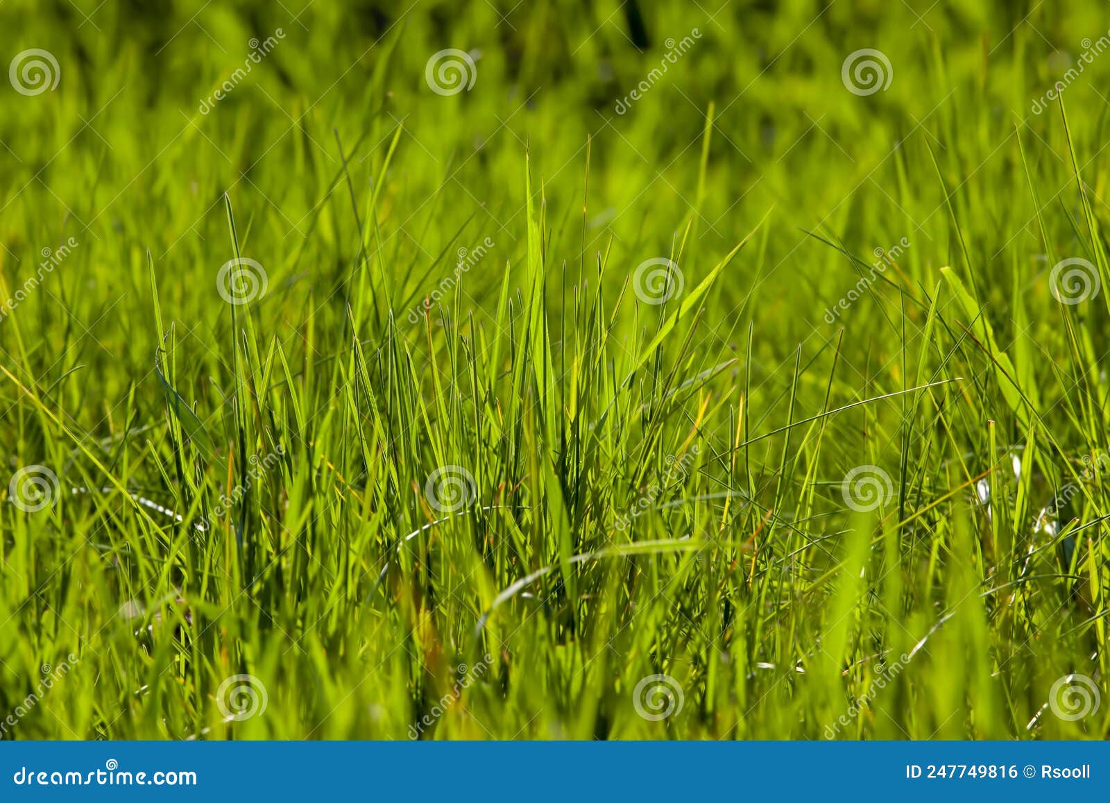 Simple Plain Grass Weeds on the Field in the Summer Season Stock Photo ...