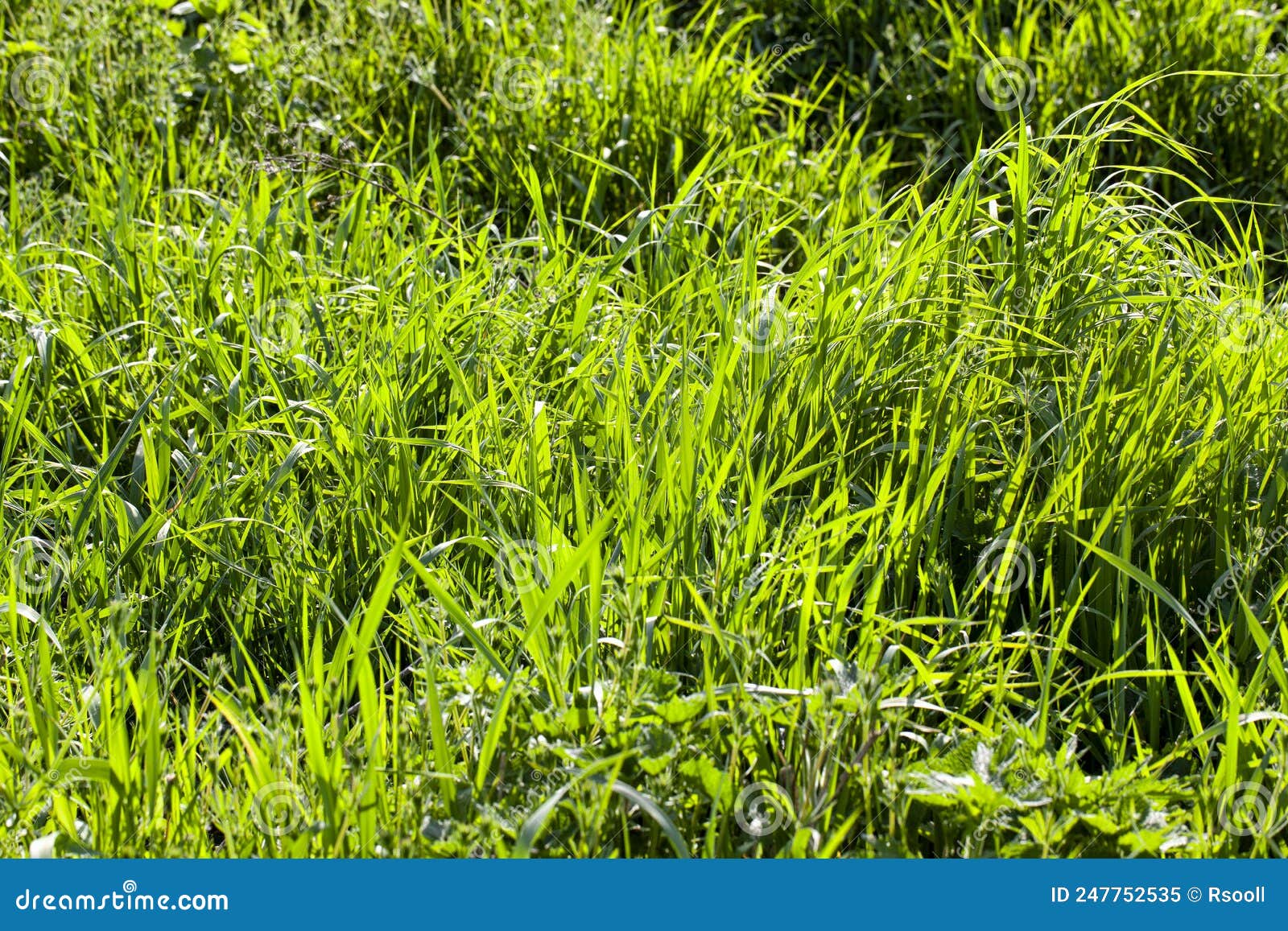 Simple Plain Grass Weeds on the Field in the Summer Season Stock Image ...
