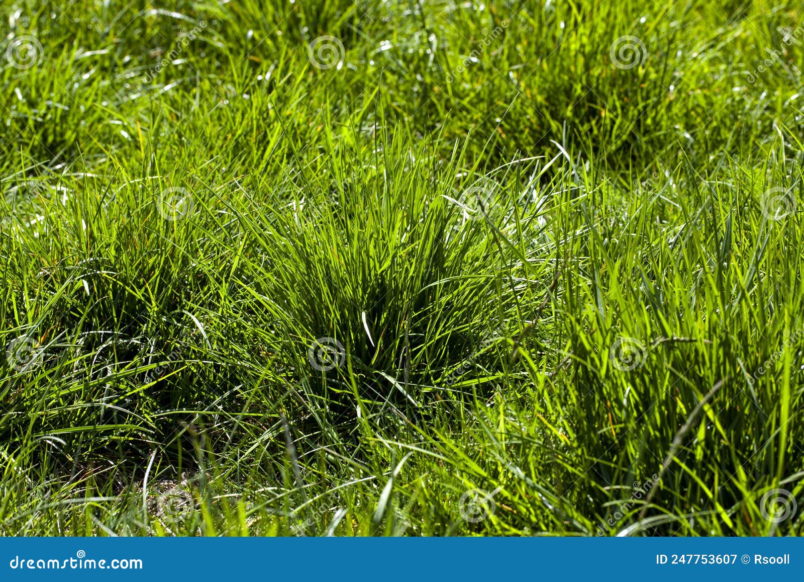 Simple Plain Grass Weeds on the Field in the Summer Season Stock Image ...