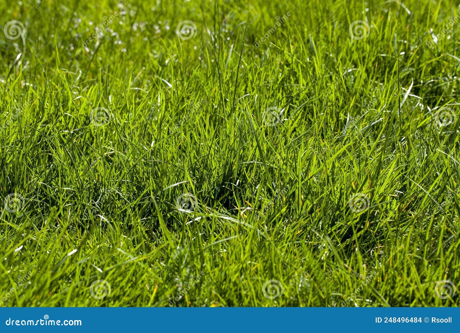 Simple Plain Grass Weeds on the Field in the Summer Season Stock Photo ...