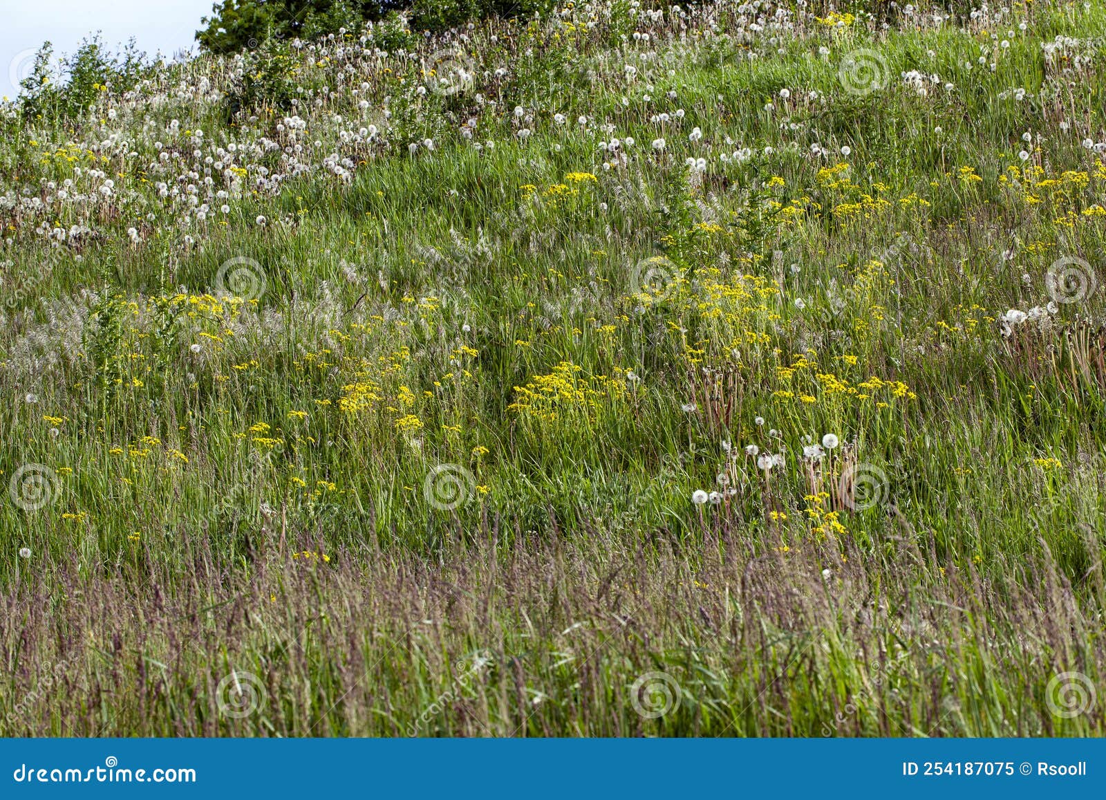 Simple Plain Grass Weeds on the Field in the Summer Season Stock Image ...