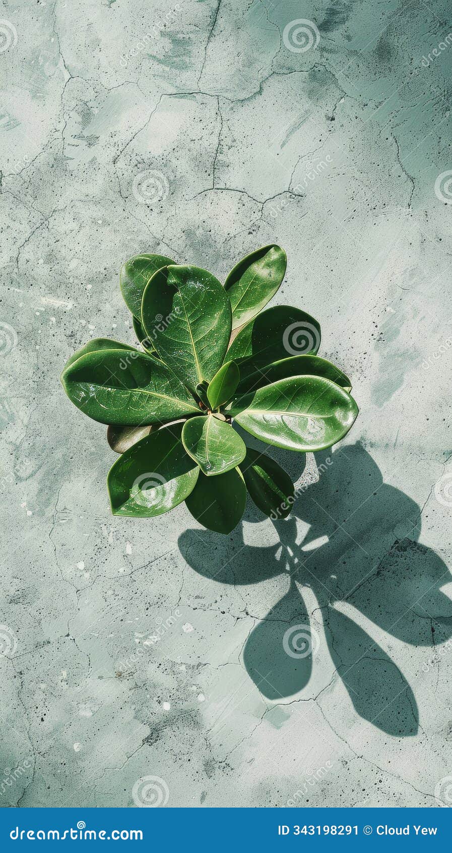 Simple Plant Design Seen from an Overhead Angle Stock Illustration ...