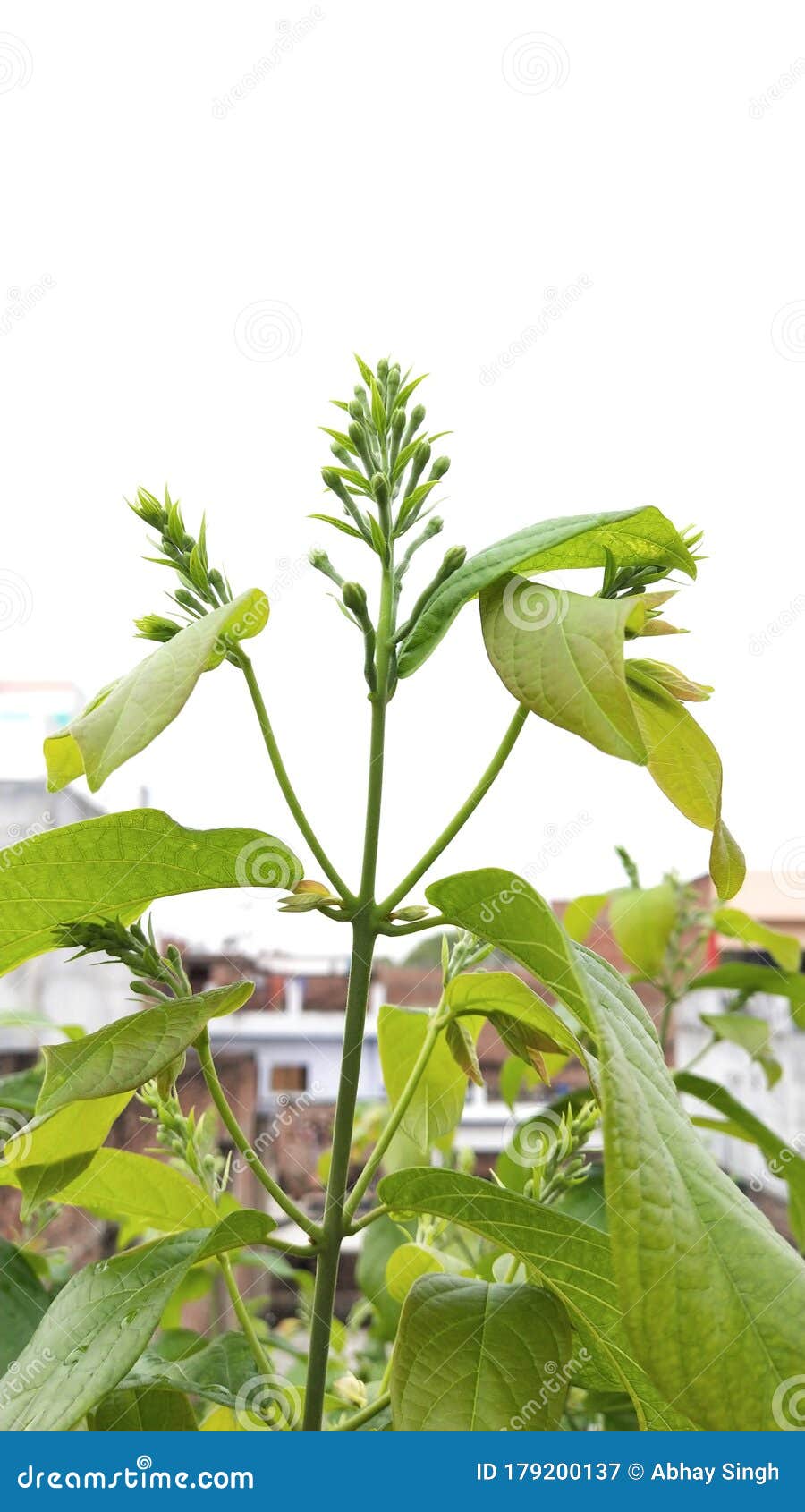 Simple Plants pic stock image. Image of simple, plants - 179200137