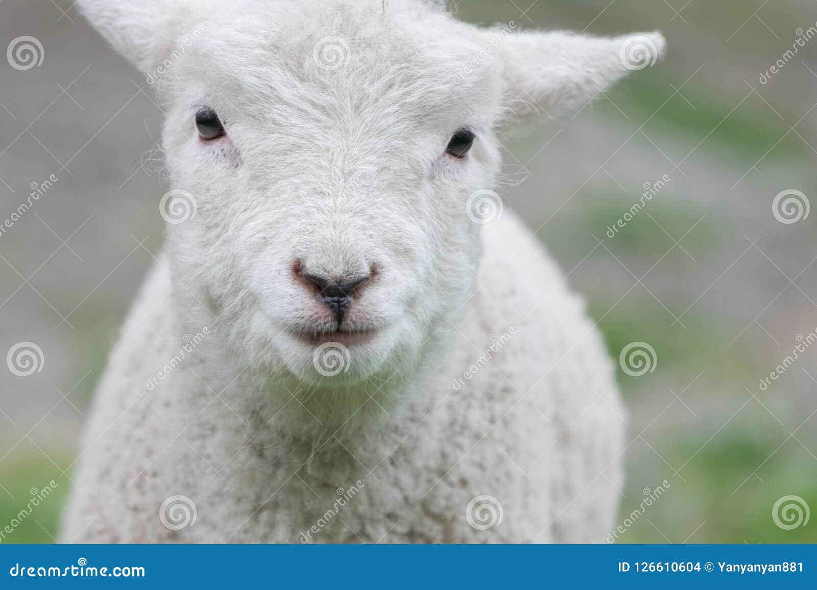 Baby white lamb stock photo. Image of cutest, beautiful - 126610604