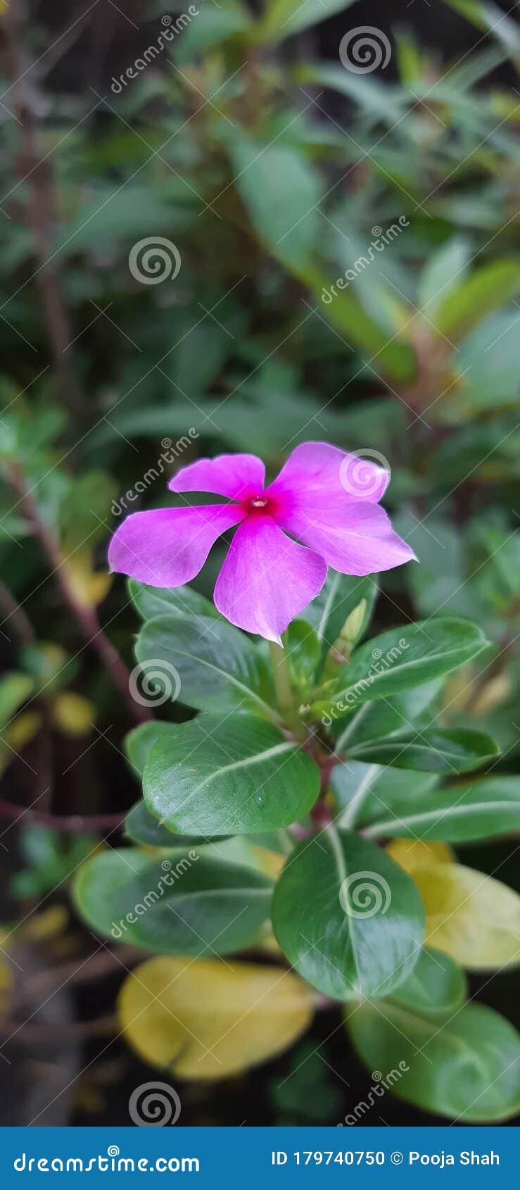 Simple purple flower stock photo. Image of petals, flower - 179740750