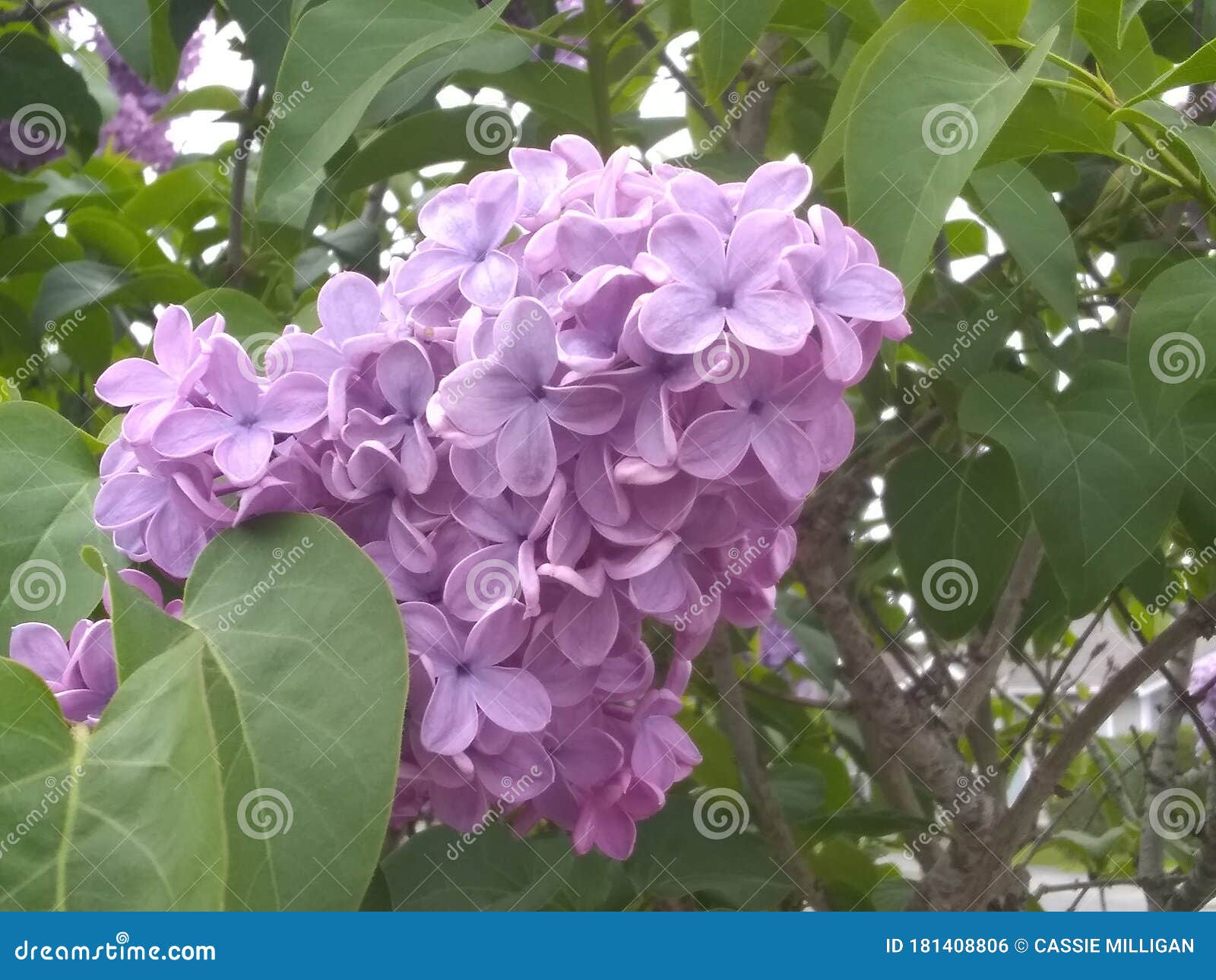 Simple purple lilac stock photo. Image of pink, simple - 181408806
