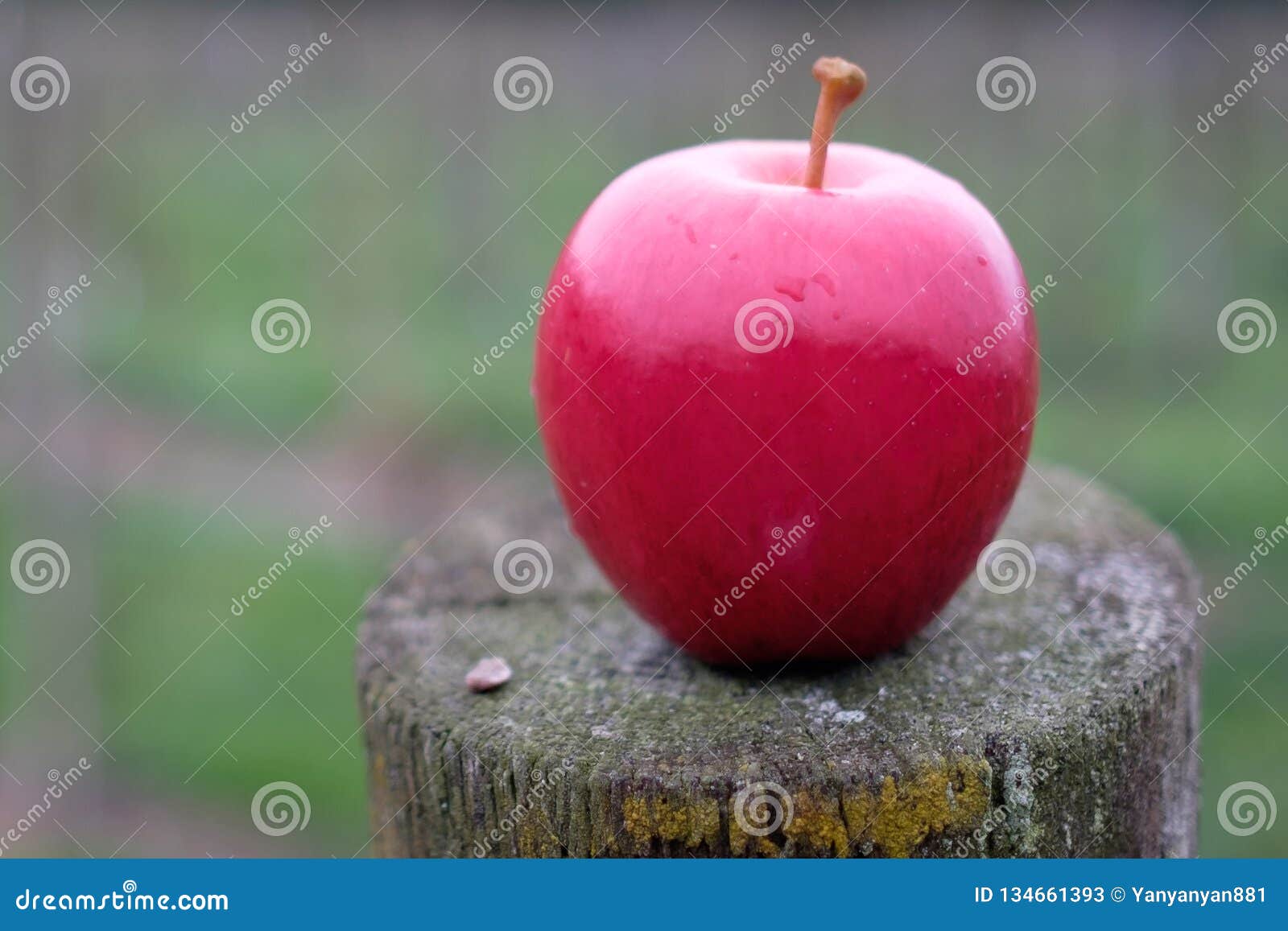 A Simple Red Apple with Soft Background. Stock Image - Image of organic ...