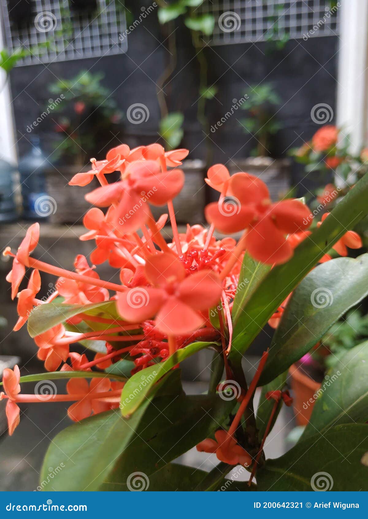 A simple red flower bloom stock image. Image of produce - 200642321