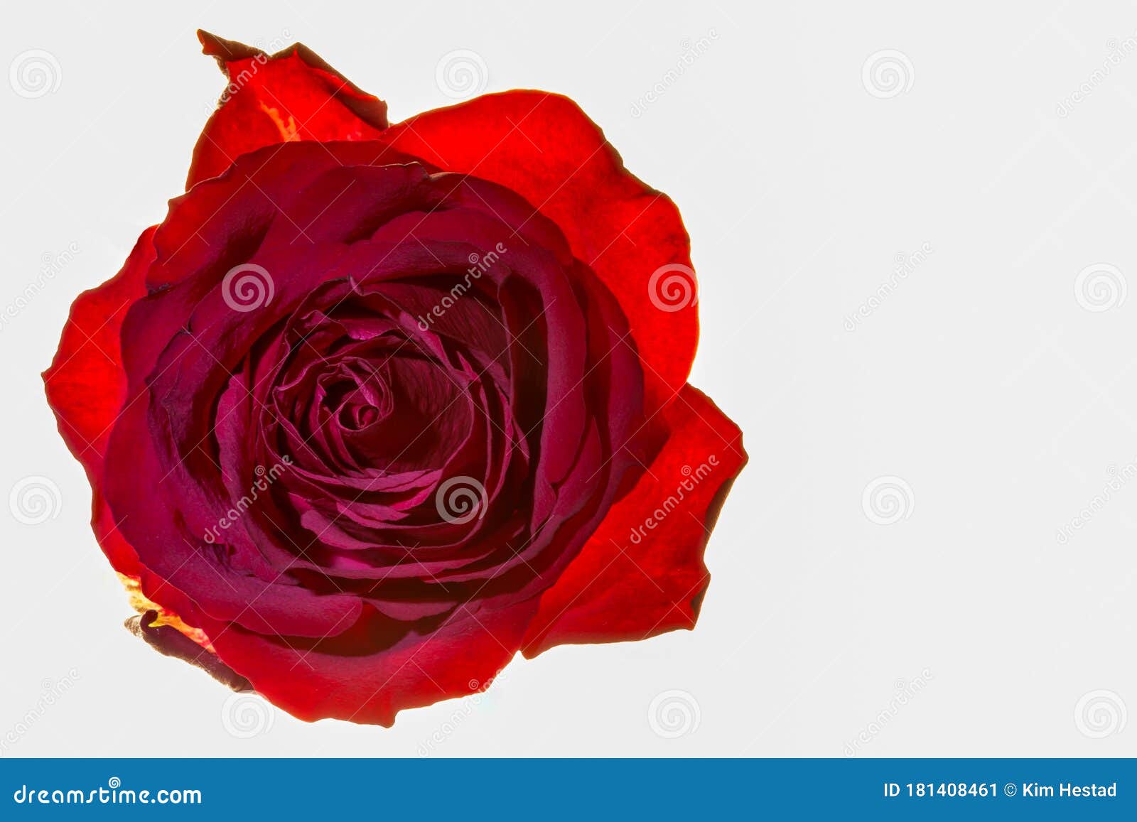 Simple red rose flower stock image. Image of rose, plant - 181408461
