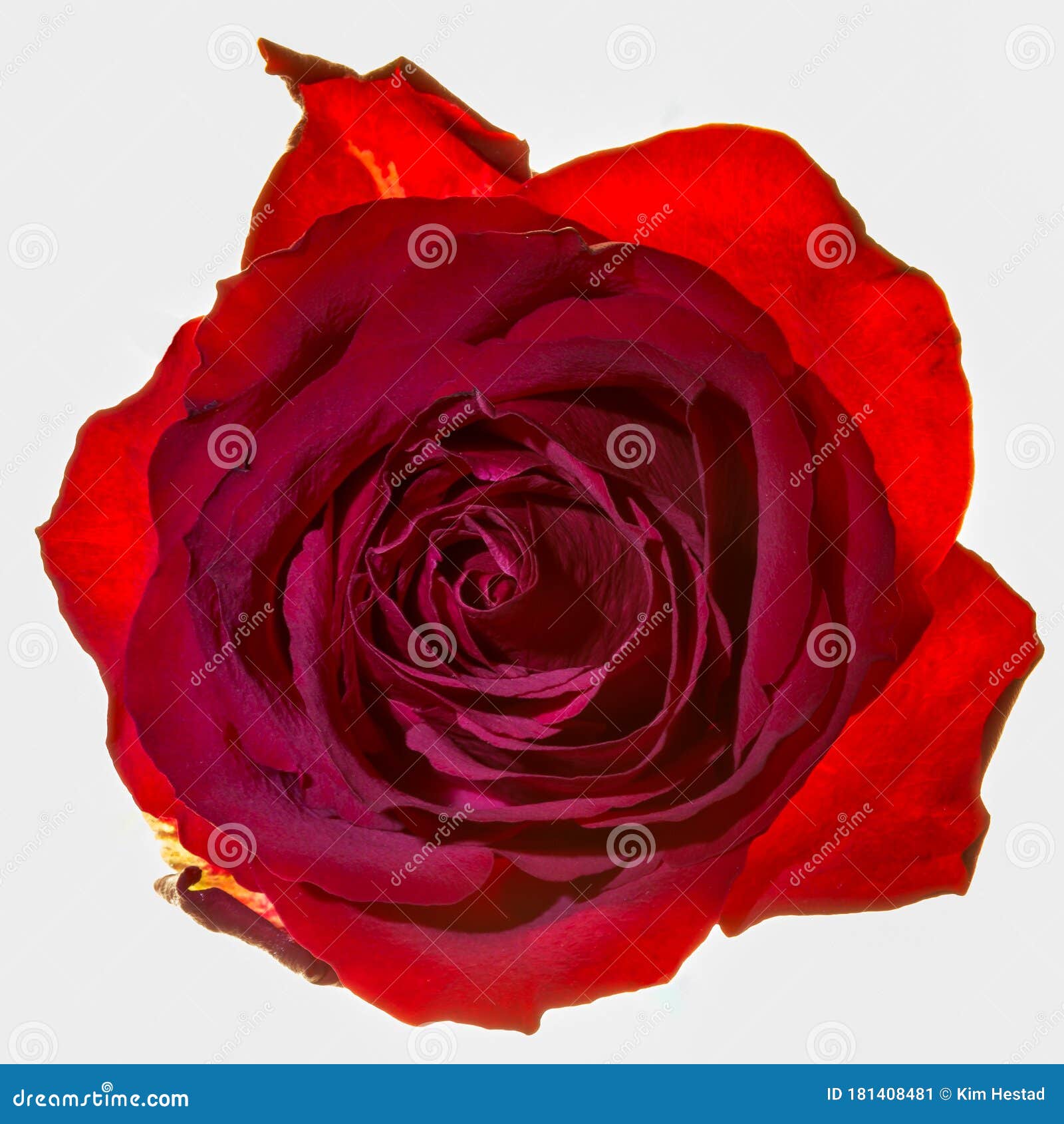 Simple red rose flower stock image. Image of white, plant - 181408481