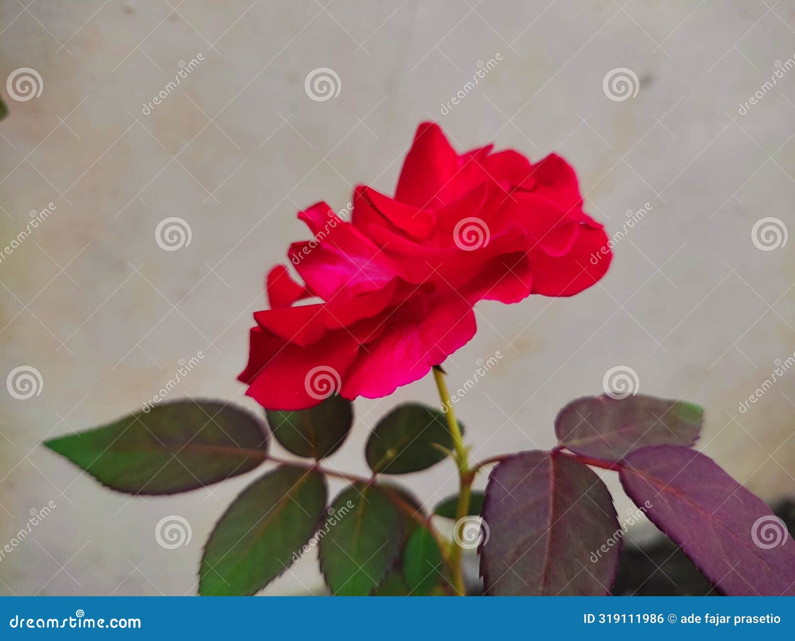 A Simple Red Rose Growing in a Pot Stock Photo - Image of rose, growing ...