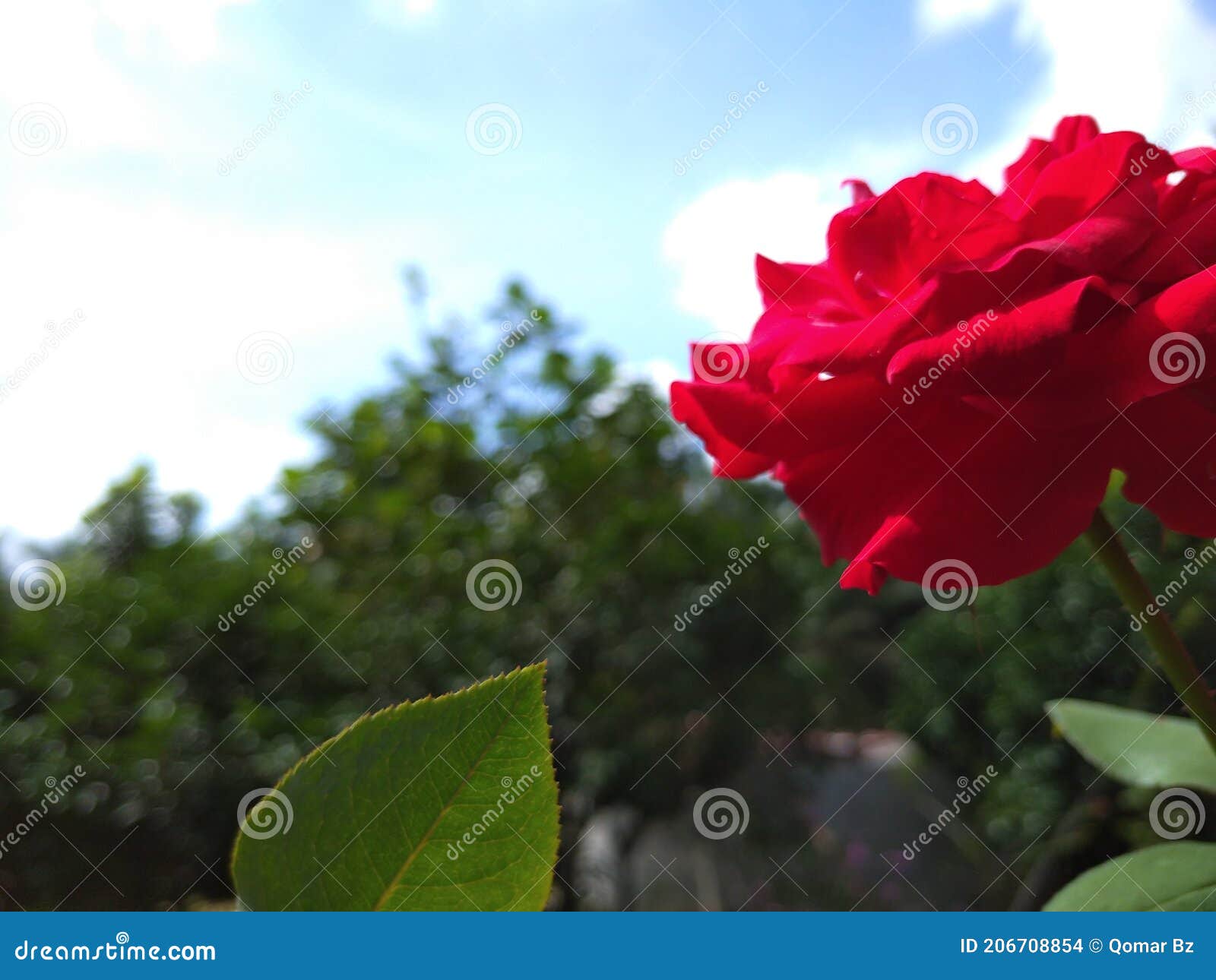 SIMPLE RED ROSE OUTDOOR stock photo. Image of leaf, nature - 206708854