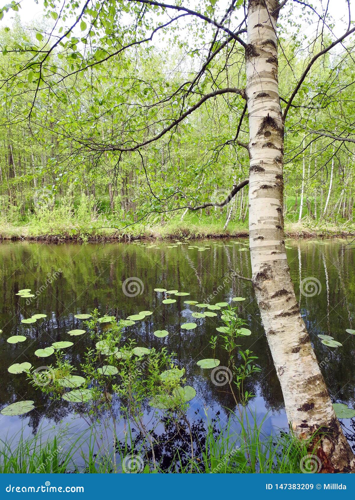 River and Beautiful Old Birch Tree, Lithuania Stock Image - Image of ...