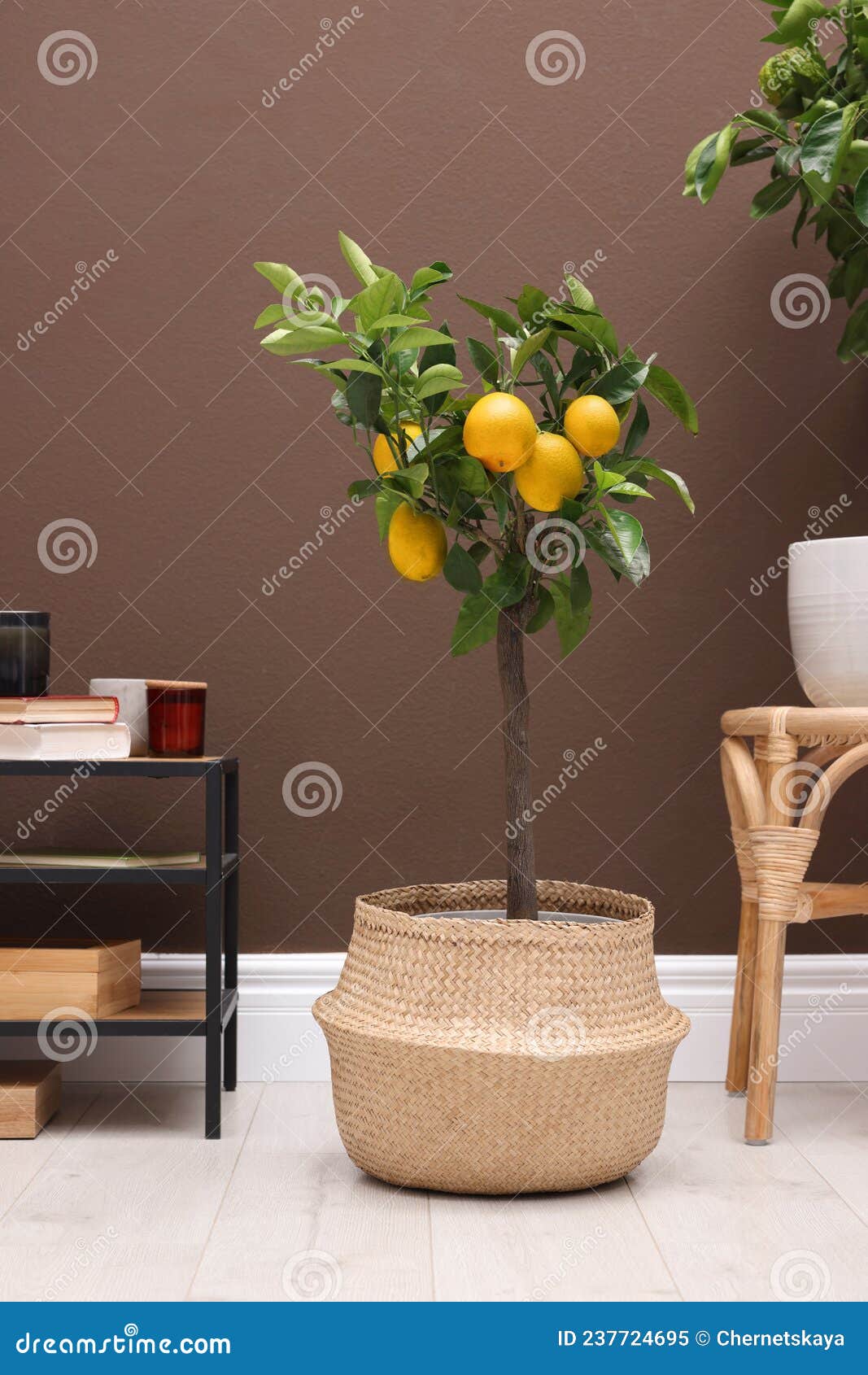 Simple Room Interior with Small Potted Lemon Tree and Console Table ...