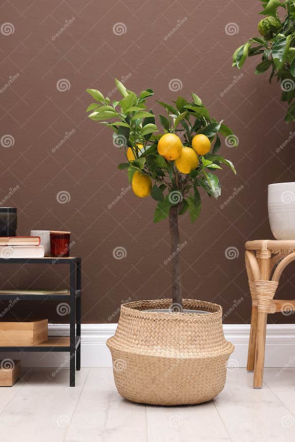 Simple Room Interior with Small Potted Lemon Tree and Console Table ...