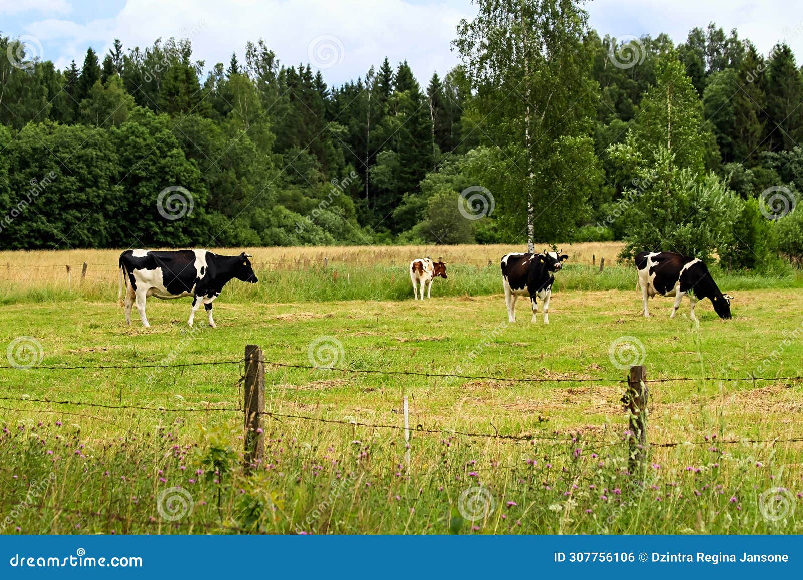 - a Simple Rural Landscape with Cows. Stock Photo - Image of autumn ...